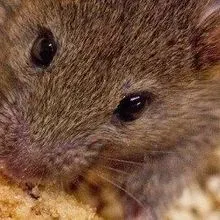 Binge-Eating Neurons Identified | The Scientist