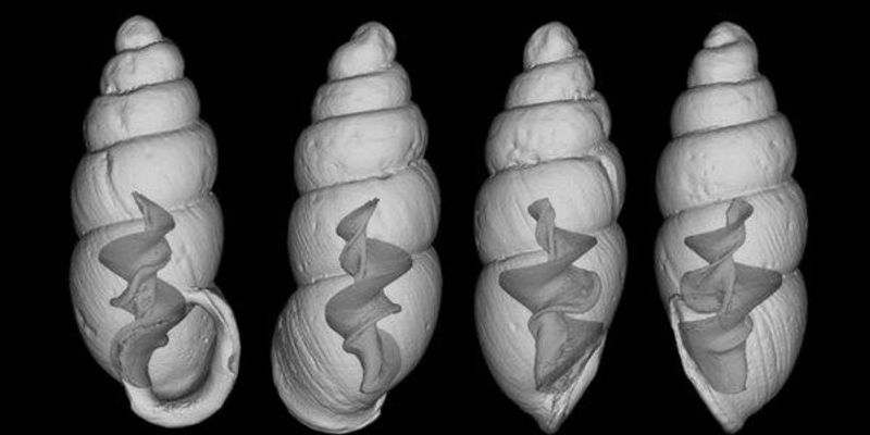 Image of the Day: Snails Uncensored | The Scientist
