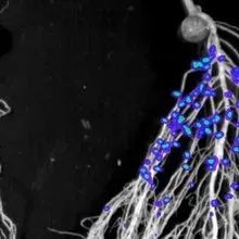 Image of the Day: Root Rave | The Scientist