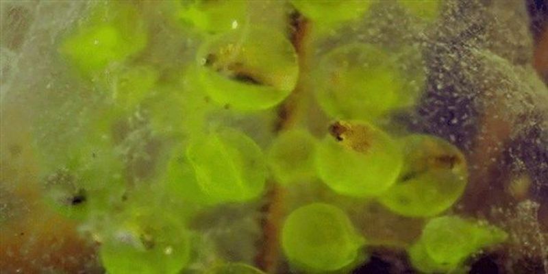 Image of the Day: Green Eggs | The Scientist