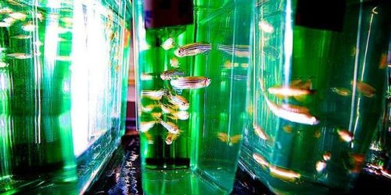 Study: Fishing Induces Gene Expression Changes | The Scientist