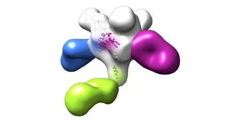 Ebola Survivor’s Antibodies Thwart Multiple Viral Strains | The Scientist