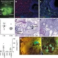 Mice Successfully Reproduce with 3-D Printed Ovaries | The Scientist