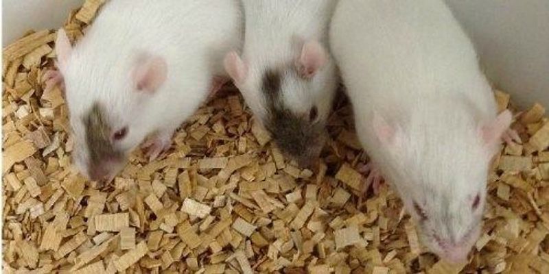 Fate of Rat's Sex is Flexible | The Scientist