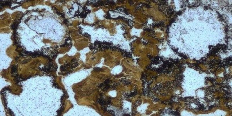 Image of the Day: 3-Billion-Year-Old Bubbles | The Scientist Magazine®