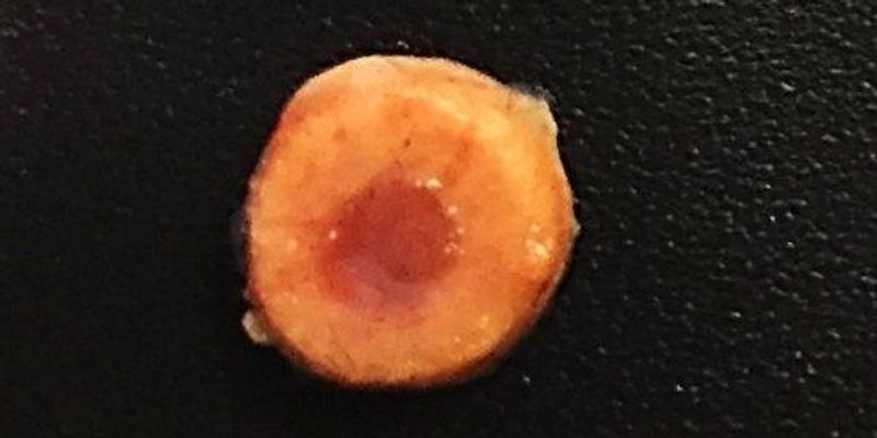 Synthetic Bones: A Better Bone-Marrow Transplant? | The Scientist