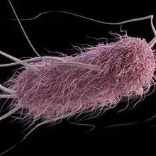 Ancient Protein Helps E. coli Thwart Viral Attack | The Scientist