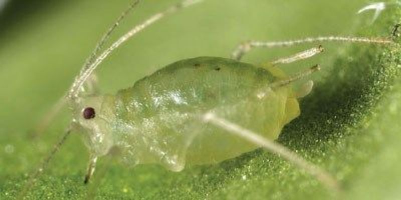 Uncovering the Secrets of a Successful Pest | The Scientist