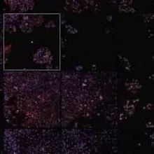 Machine-learning Algorithms | The Scientist