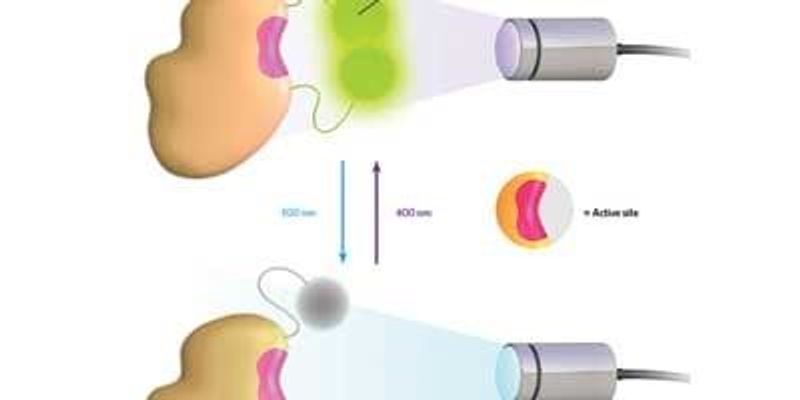 Infographic: Enzymes Controlled by Light | The Scientist