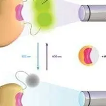 Infographic: Enzymes Controlled by Light | The Scientist