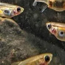 The Scientist Magazine Issue | May 2017 | Rapid Evolution | The Scientist