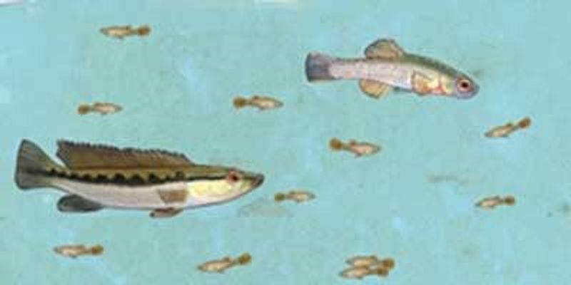 Infographic: Watching Evolution in Real Time | The Scientist