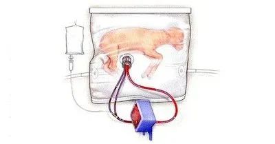 Artificial Womb Supports Premature Fetal Lamb Development | The Scientist