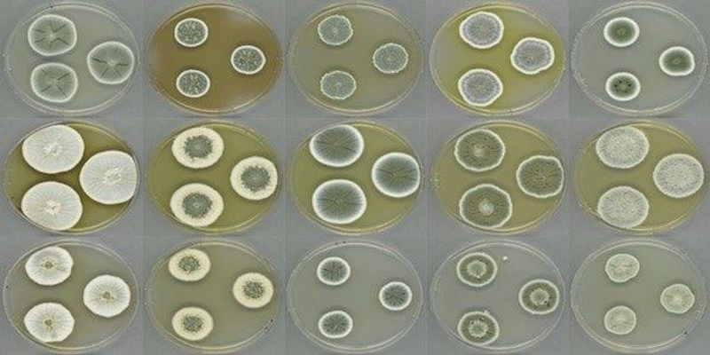 Image of the Day: Fungal Forms | The Scientist