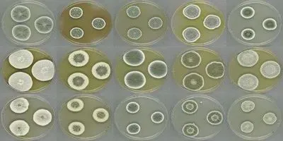 Image of the Day: Fungal Forms | The Scientist