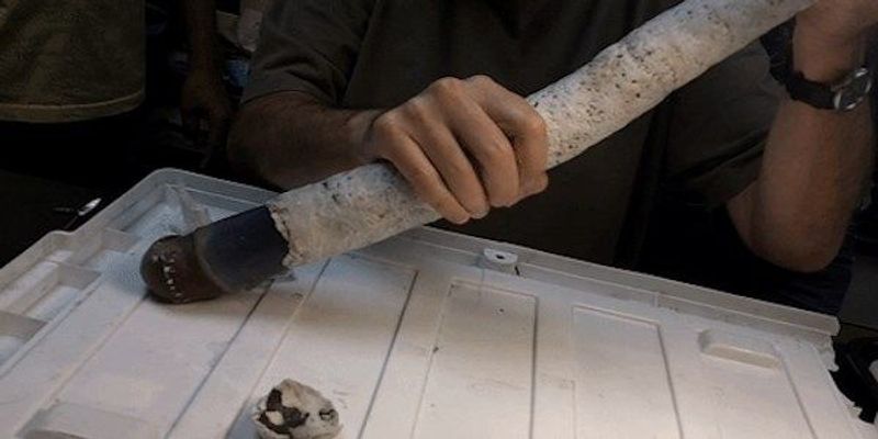 Image of the Day: Giant Shipworm | The Scientist