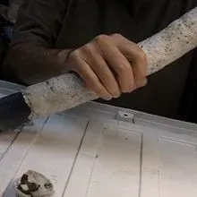 Image of the Day: Giant Shipworm | The Scientist