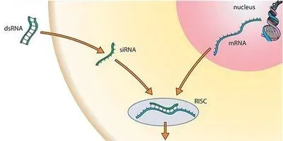 RNAi’s Future in Drug-Target Screening | The Scientist