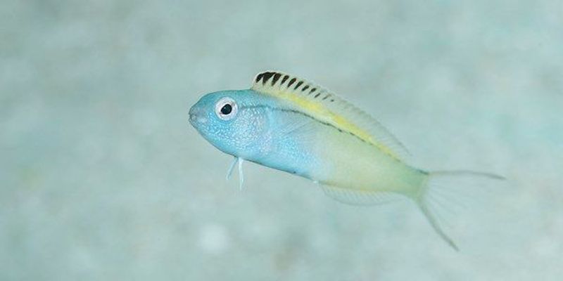 Image of the Day: Fanged Fish | The Scientist