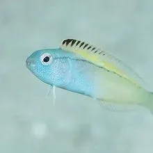 Image of the Day: Fanged Fish | The Scientist