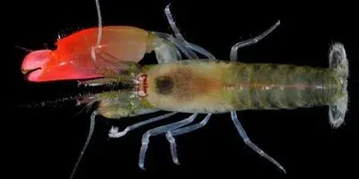 Image of the Day: Sonic Snapper | The Scientist