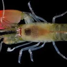 Image of the Day: Sonic Snapper | The Scientist