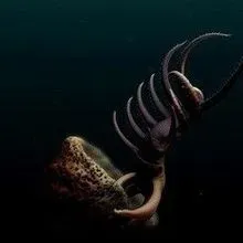 Image of the Day: Ancient Worm | The Scientist