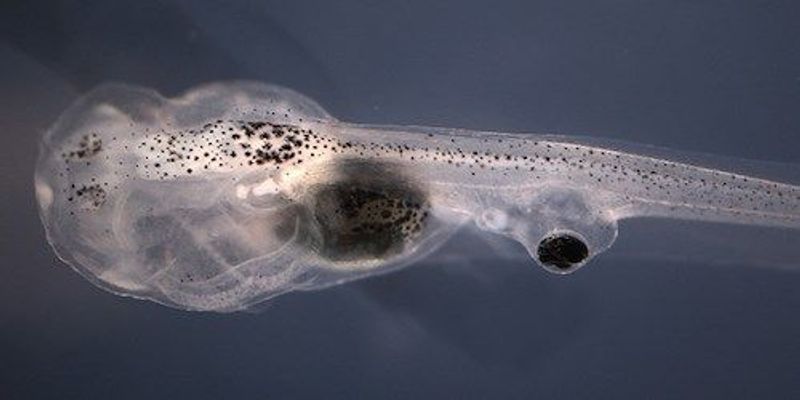 Image of the Day: Tail Eyes | The Scientist