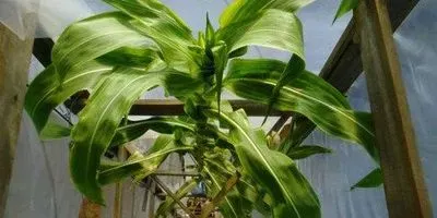 Record-Setting Corn Grows 45 Feet Tall | The Scientist