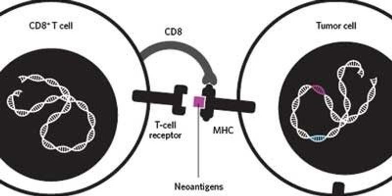 Infographic: Targeting Cancer Antigens | The Scientist