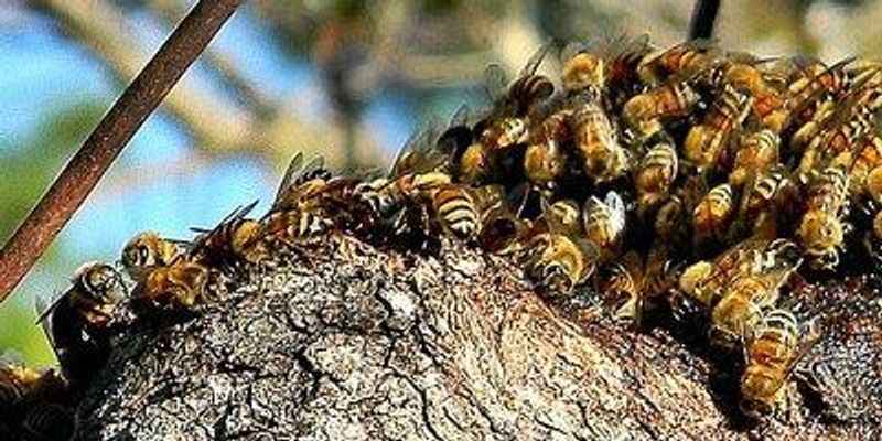 In Certain Social Bees, Gut Microbiomes Follow Phylogeny | The Scientist