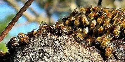 In Certain Social Bees, Gut Microbiomes Follow Phylogeny | The Scientist