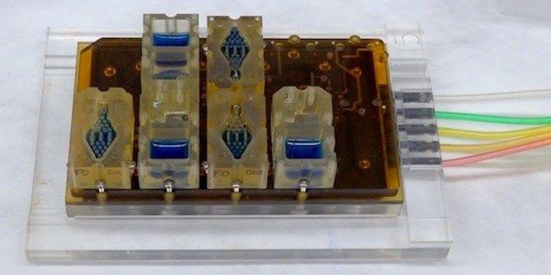 Mini Female Reproductive System on a Chip | The Scientist