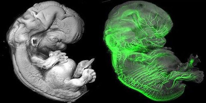 Image of the Day: See-Through Embryos | The Scientist