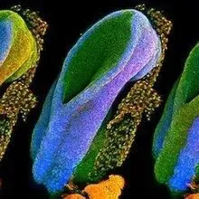 Image of the Day: Tubular Origins | The Scientist