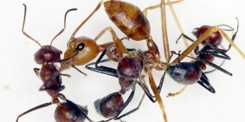 Image of the Day: Ant Attack! | The Scientist