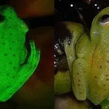 Frogs | The Scientist