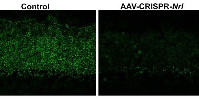 CRISPR-Based Therapy Prevents Retinal Degeneration | The Scientist
