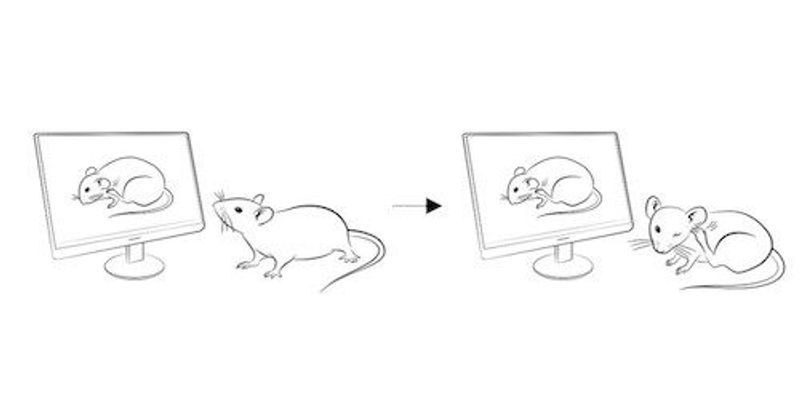 Mice Experience Contagious Itching, Too | The Scientist