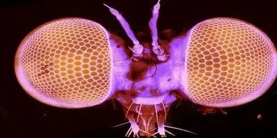 Image of the Day: Fly Eyes | The Scientist