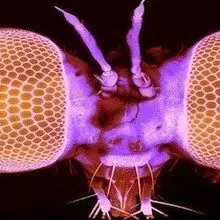 Image of the Day: Fly Eyes | The Scientist
