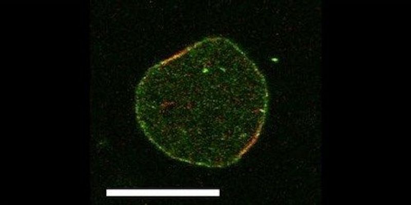 Image of the Day: Amoebot | The Scientist