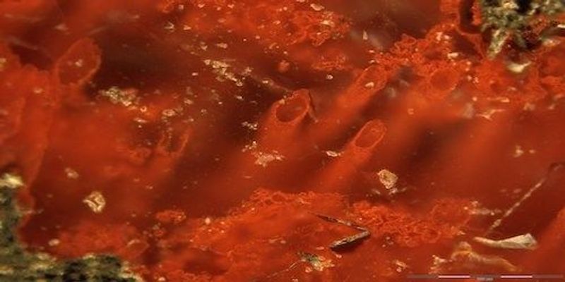 Ancient Microfossils May be Earliest Signs of Life | The Scientist
