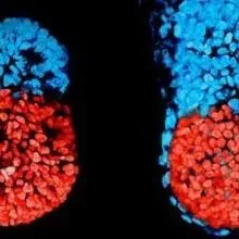 Meet the First Artificial Embryo Made From Stem Cells | The Scientist