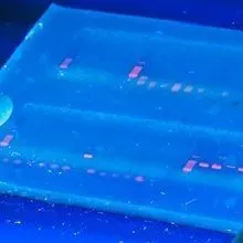 Protecting Patients from Genetic Discrimination | The Scientist