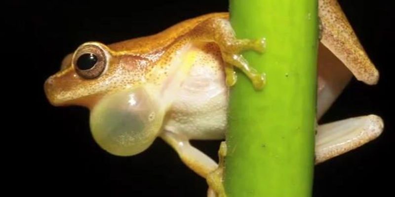 Tune Into the Animal Kingdom | The Scientist