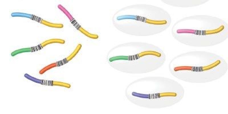 Infographic: Single-Cell CRISPR Screens | The Scientist