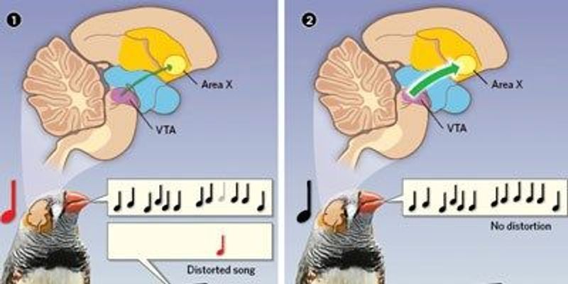 Infographic: Taking Note of Singing Errors | The Scientist