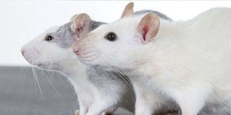 Researchers Study Rodent Songs They Can’t Hear | The Scientist